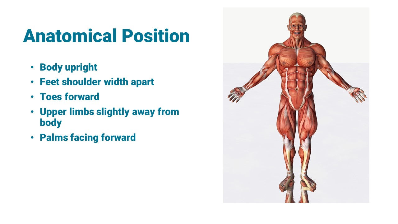 HBIO1009_1_1_06_ANATOMICAL_TERMINOLOGY.